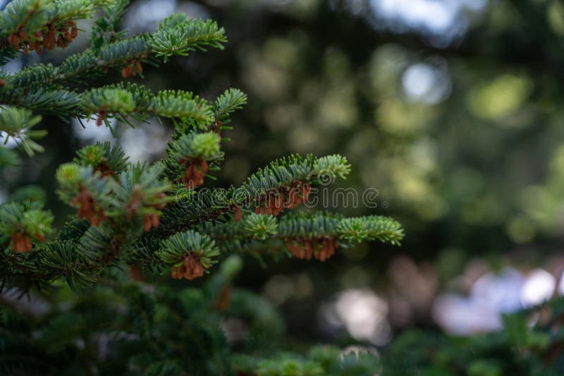Close-up Shot of a Lush Evergreen Tree Branch Against a Blurry ...