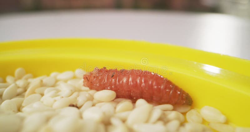 Bug Maggot Moving on Ground, White Grub in Soil, Insect Metamorphosis ...