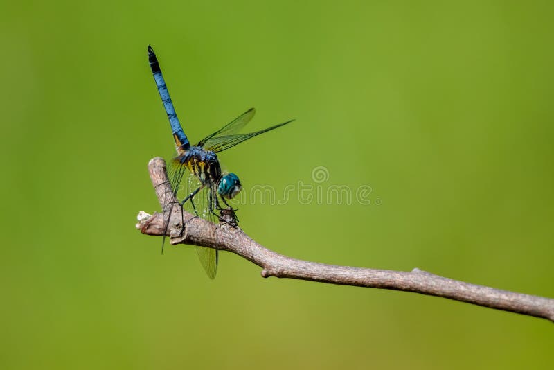 Close-up Shot of a Male Blue Dasher Dragonfly Stock Image - Image of ...