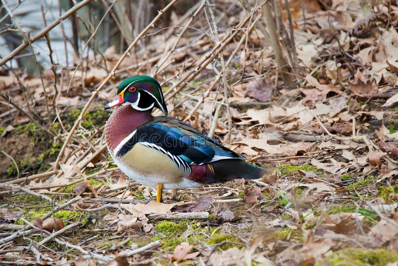 Close-up Shot of a Male Mallard in Ohio Stock Photo - Image of natural ...
