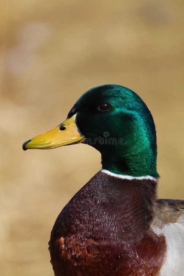 Mallard Duck Head shot. stock photo. Image of shot, dusk - 272488984