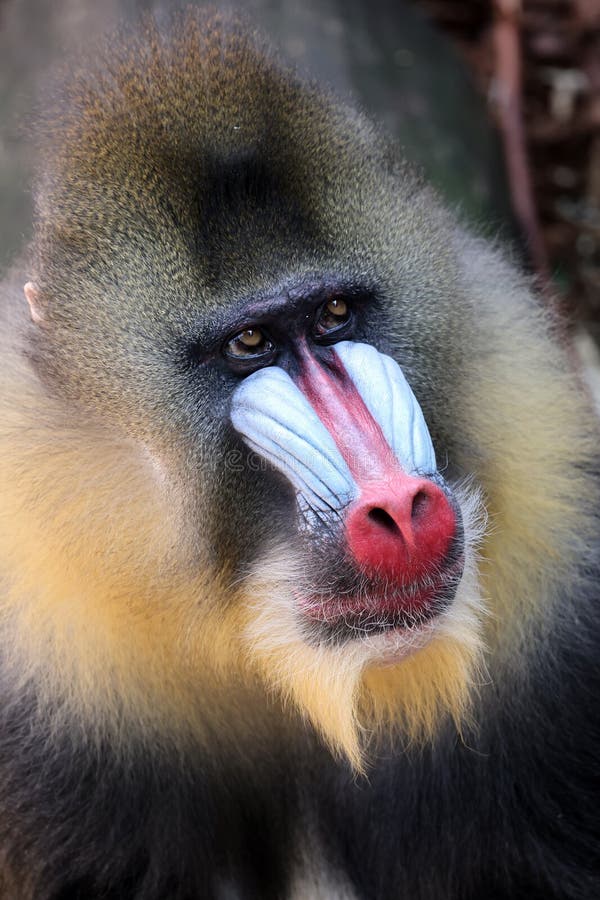 Close Up Shot of Mandrill Mandrillus Sphinx Portrait Stock Image ...