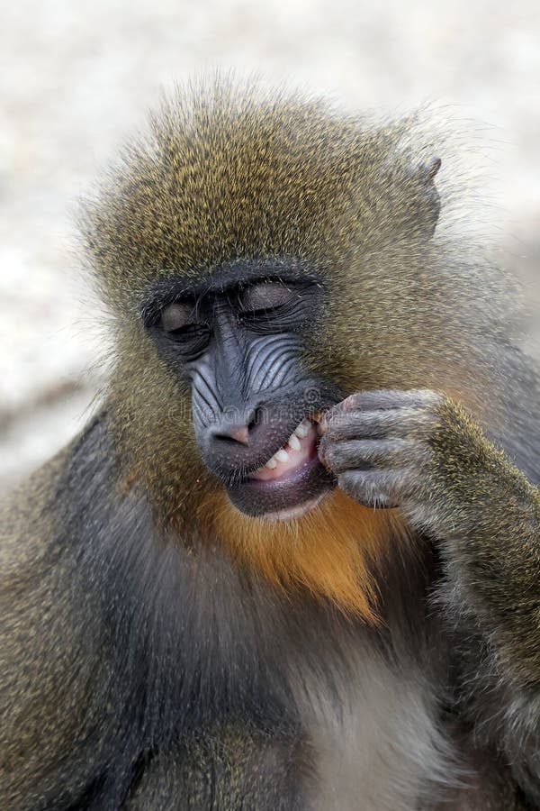 Close Up Shot of Mandrill Mandrillus Sphinx Stock Photo - Image of park ...
