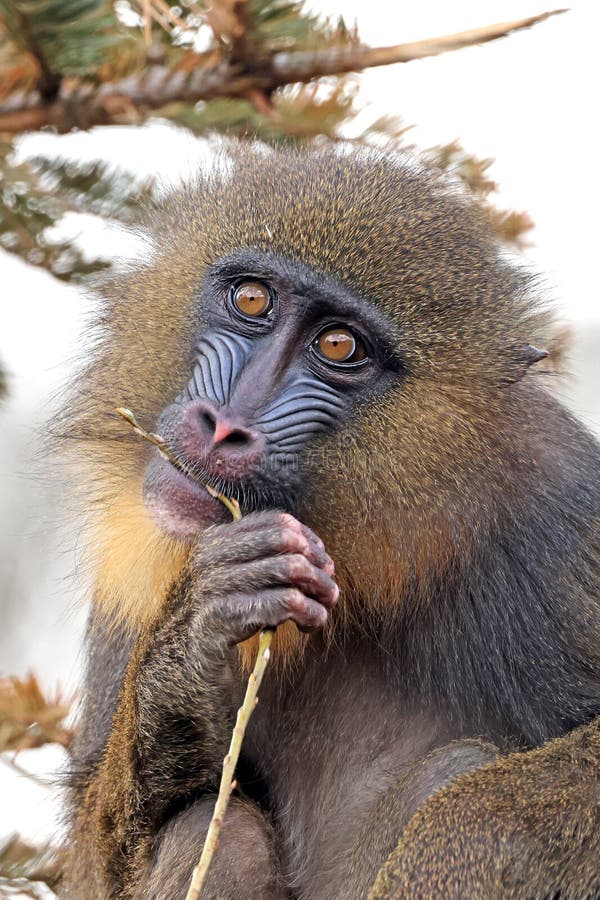 Close Up Shot of Mandrill Mandrillus Sphinx Stock Image - Image of ...