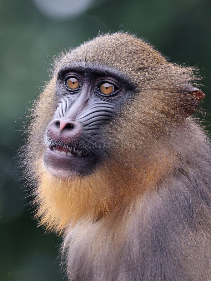 Close Up Shot of Mandrill Mandrillus Sphinx Stock Image - Image of ...