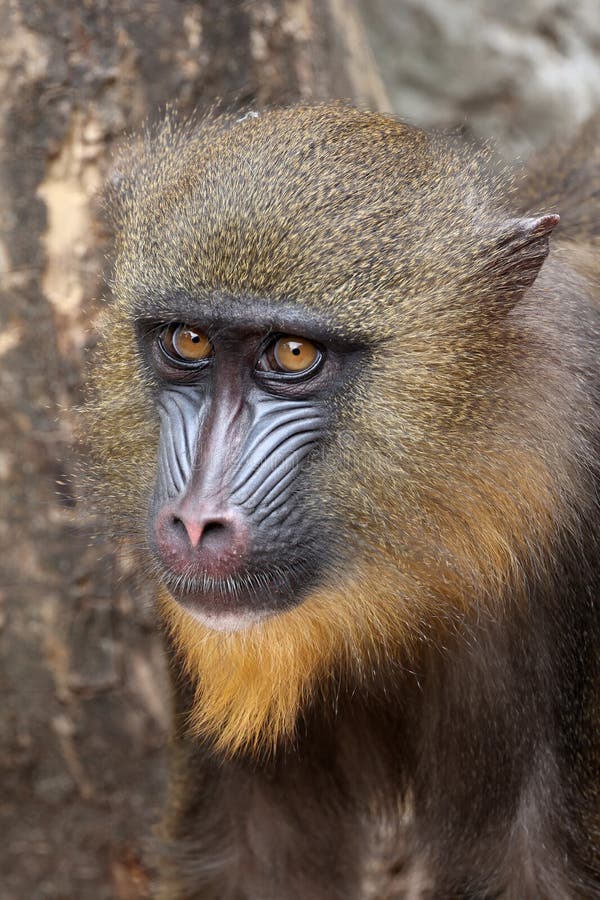 Close Up Shot of Mandrill Mandrillus Sphinx Stock Image - Image of ...