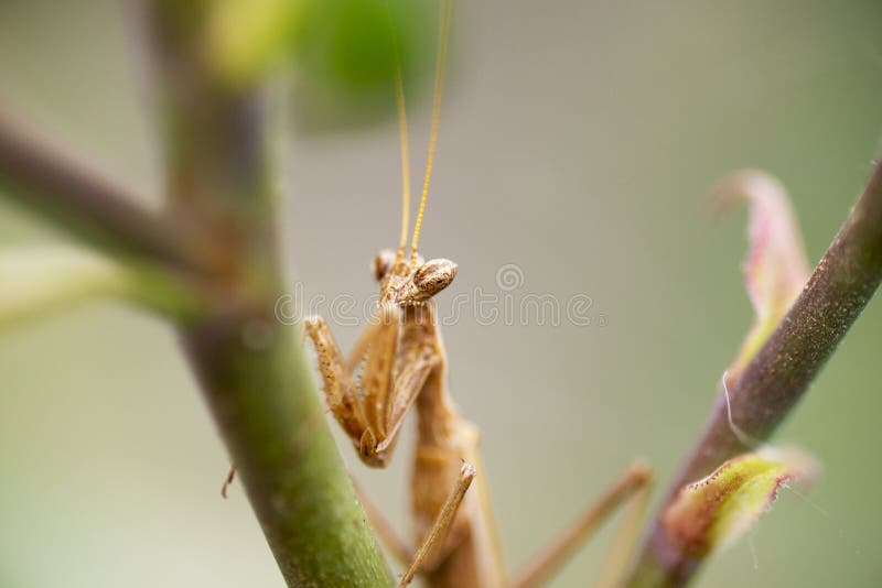 Close up shot of a mantis stock image. Image of face - 172289581