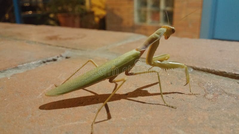 Close-up Shot of a Mantis Standing on a Brick. Stock Photo - Image of ...