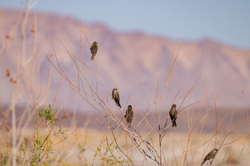 Close Up Shot of Many Cute Sparrow Stock Image - Image of nevada ...