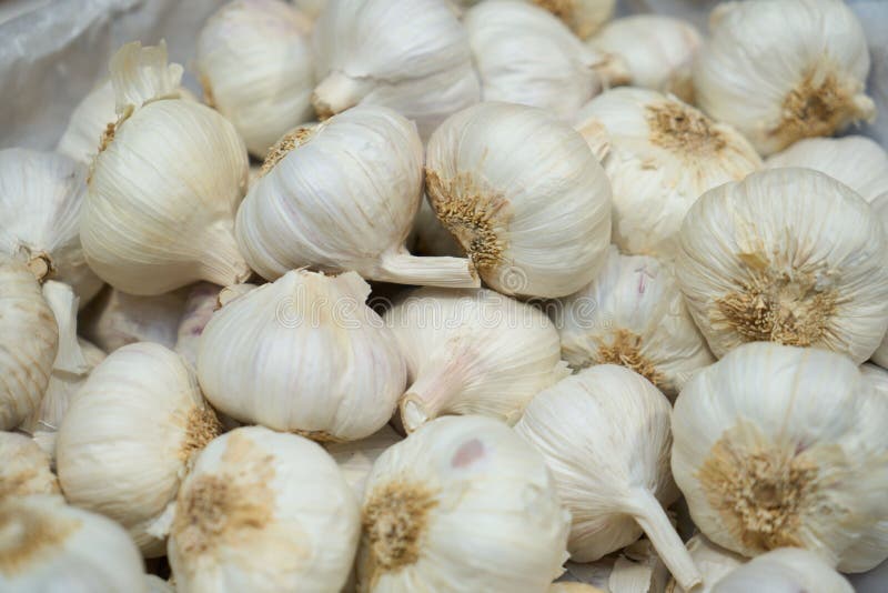 Close-up Shot of Many Garlic Heads, Full Frame Stock Photo - Image of ...
