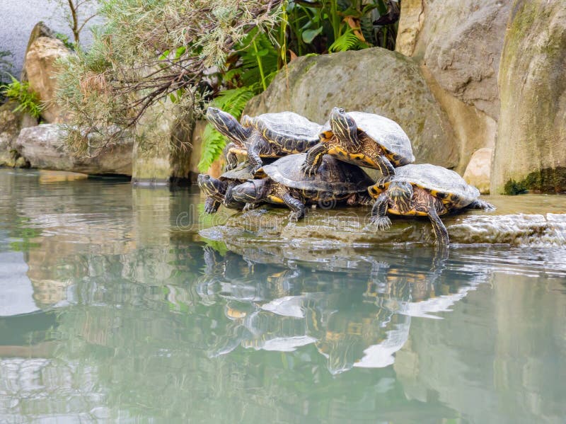 Close Up Shot of Many Turtles Stack Up Stock Image - Image of travel ...