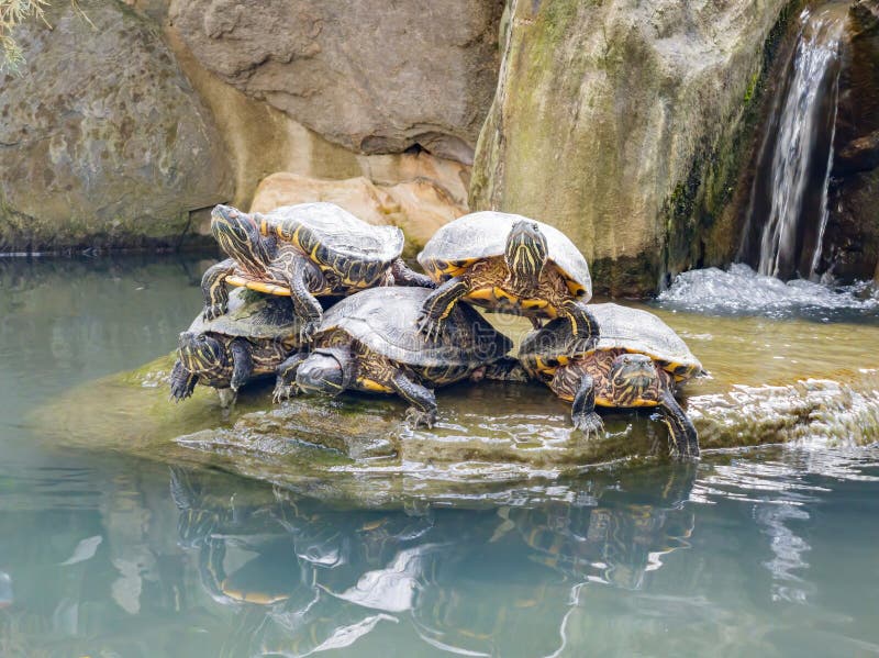 Close Up Shot of Many Turtles Stack Up Stock Photo - Image of close ...
