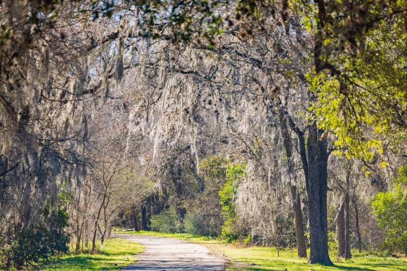 Close Up Shot of Many Usnea Tincture Hanging on the Oak Tree Stock ...