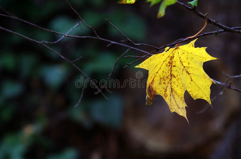 Magical Maple stock image. Image of greece, katerini - 125501287