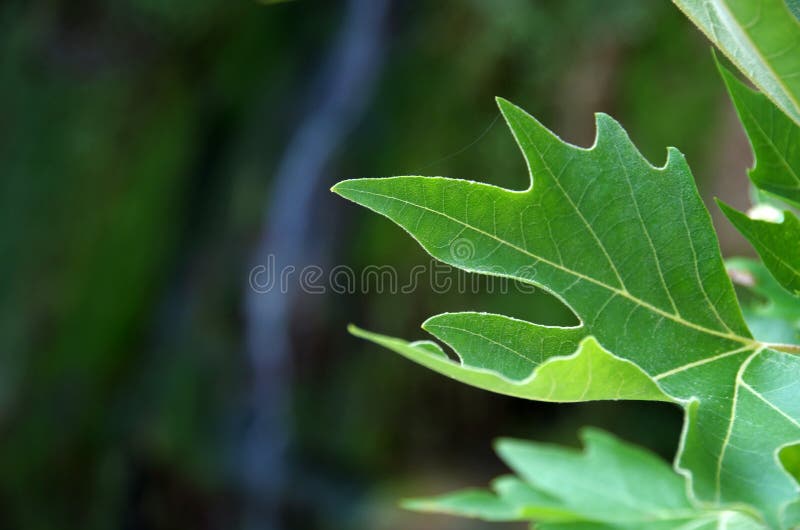 Magic of the Maple stock image. Image of empty, greece - 125501815