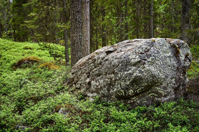 Close-up Shot of a Massive Rock in a Forest Stock Photo - Image of ...
