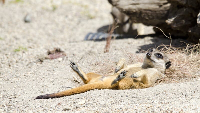 Meerkat Lying Down stock image. Image of brown, portrait - 100602479