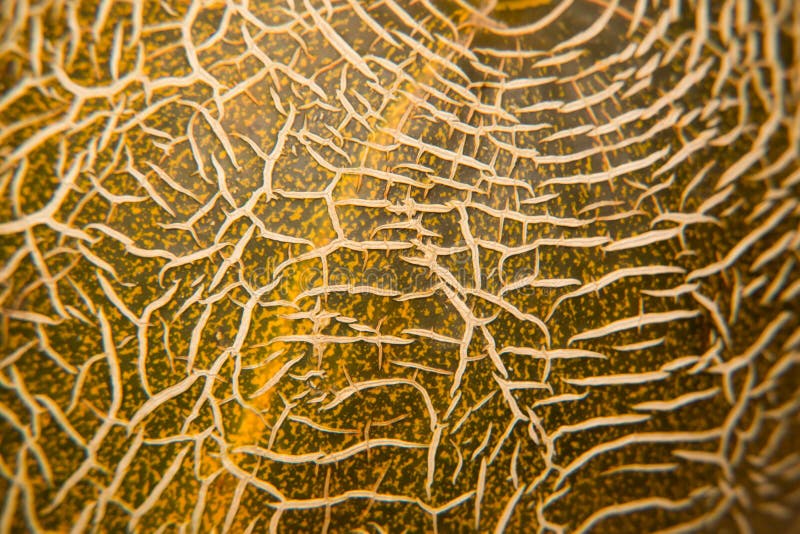 The rind of the melon stock photo. Image of design, strips - 160854478