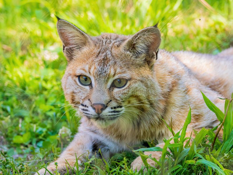 Close Up Shot of Mexican Bobcat Stock Photo - Image of animal, mexican ...