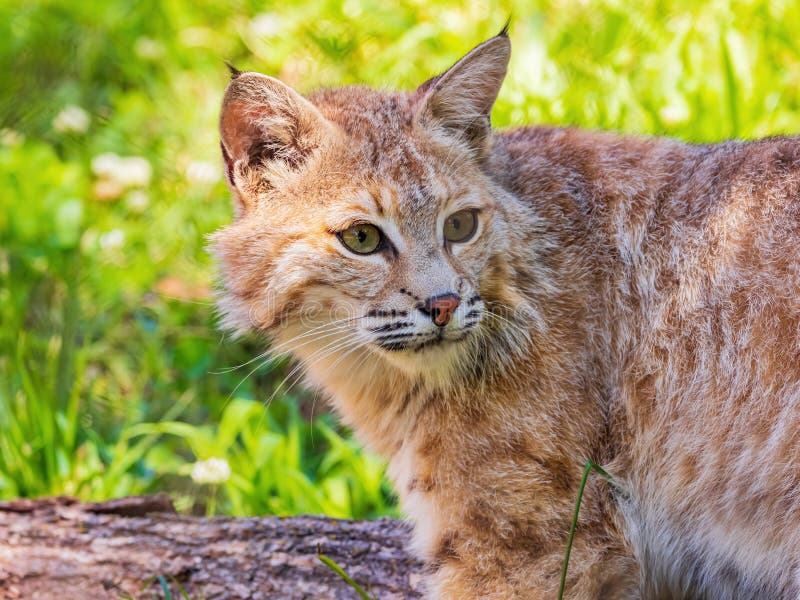 Close Up Shot of Mexican Bobcat Stock Image - Image of exterior ...