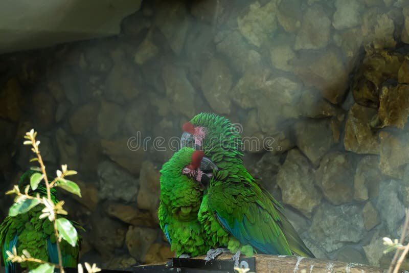 Close-up Shot of Military Macaws Hugging in a Zoo Stock Image - Image ...