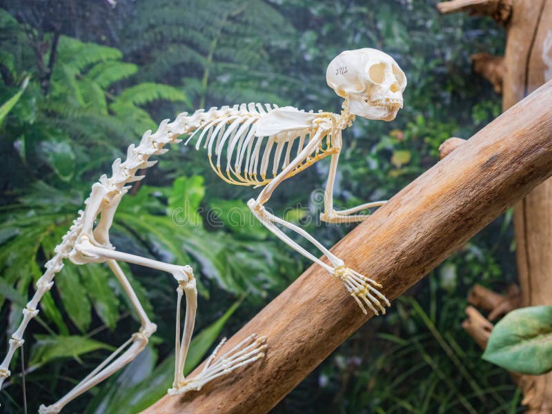 Close Up Shot of the Monkey Bone in the Museum of Osteology Editorial ...