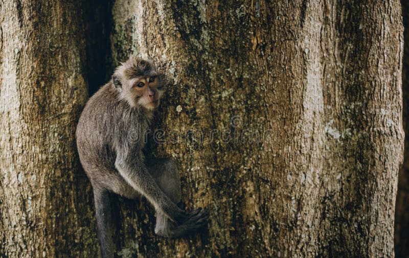 Close Up Shot of Monkey Hanging on Trunk Tree Stock Photo - Image of ...