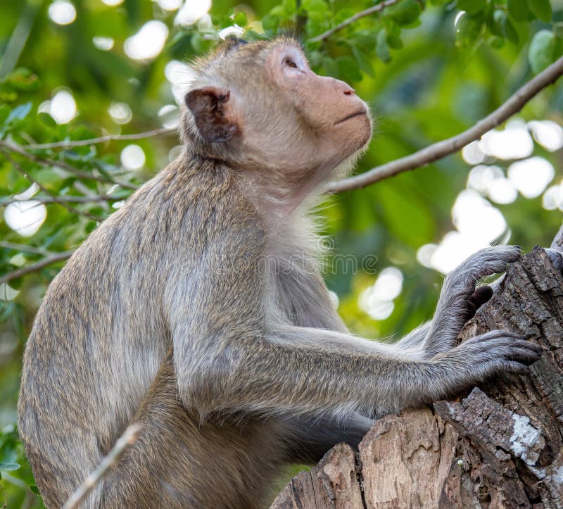Monkey looking far beyond stock image. Image of corner - 113637231