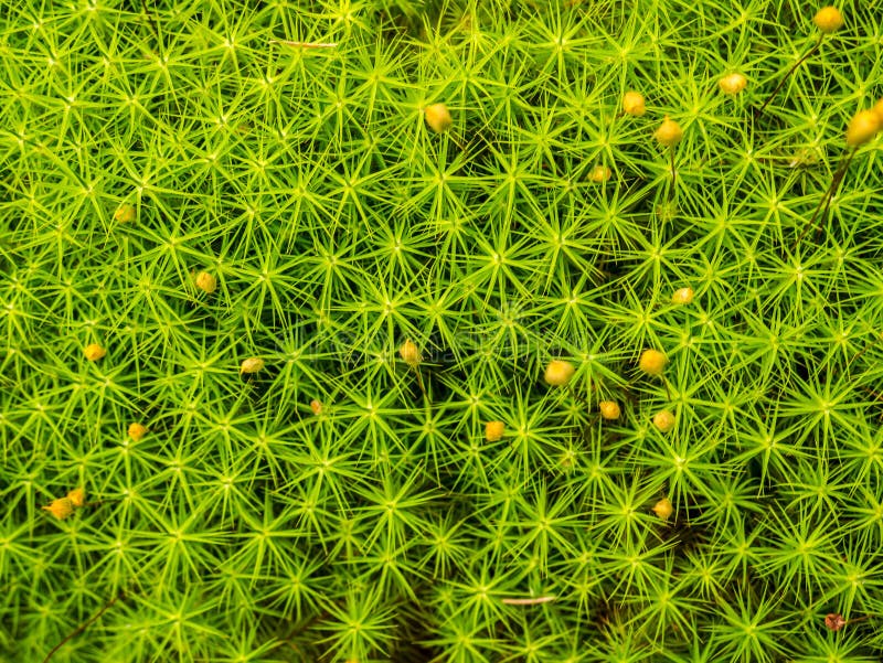 Green Moss, Close Up that Forms a Geometric Pattern Stock Image - Image ...