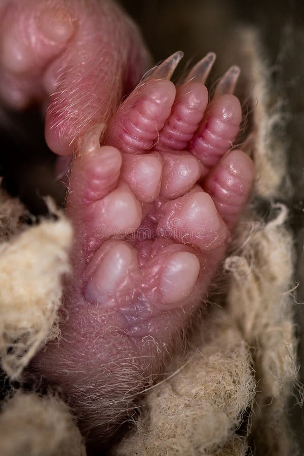 Close-up Shot of a Mouse Paw Stock Image - Image of wildlife, claws ...