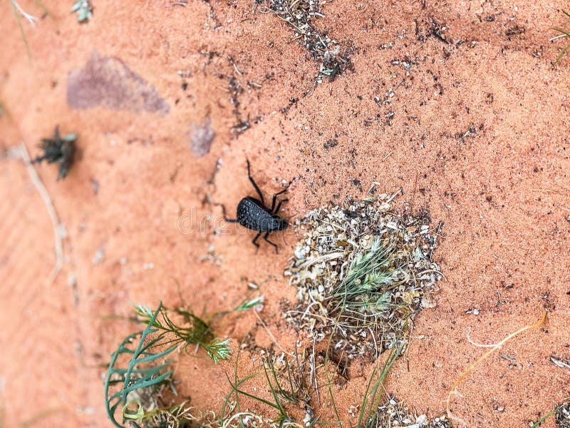 Close Up Shot of a Moving Black Beetle on the Sand of a Desert Stock ...