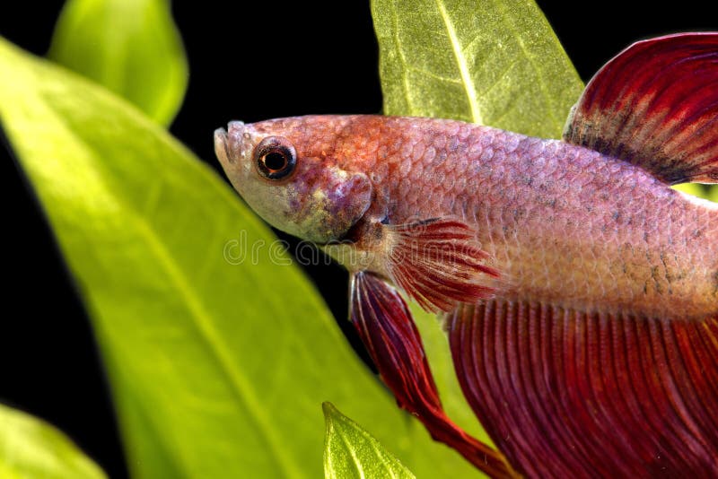 Close Up Shot of a Multi Colored Siamese Fighting Fish Stock Image ...