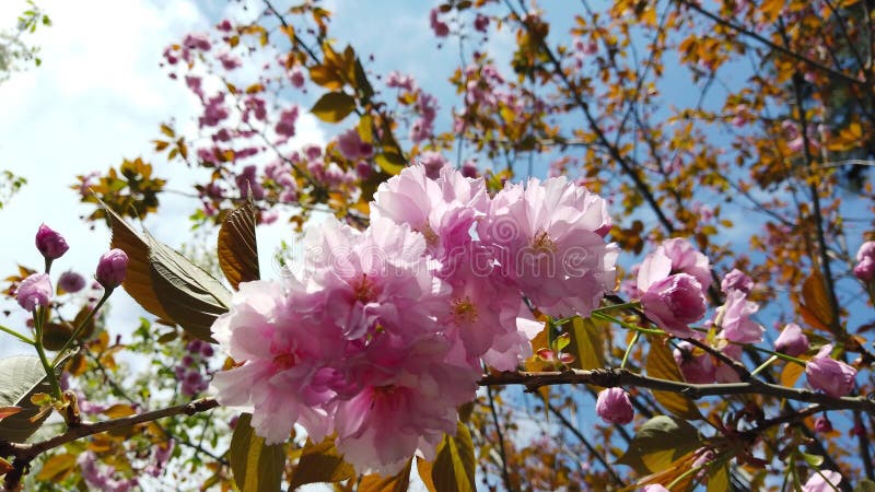 Cherry Blossoms (Yaezakura) in the Spring 02 Stock Video - Video of ...