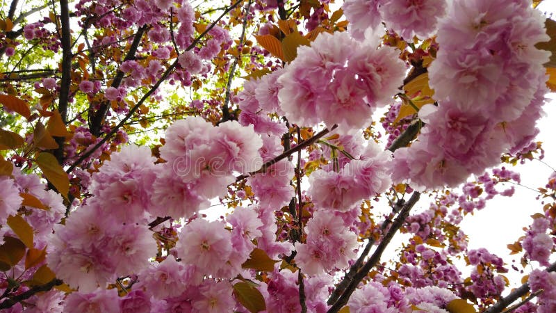 Cherry Blossoms (Yaezakura) in the Spring 04 Stock Video - Video of ...