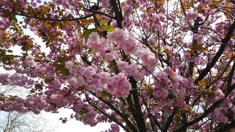 Cherry Blossoms (Yaezakura) in the Spring 14 Stock Video - Video of ...
