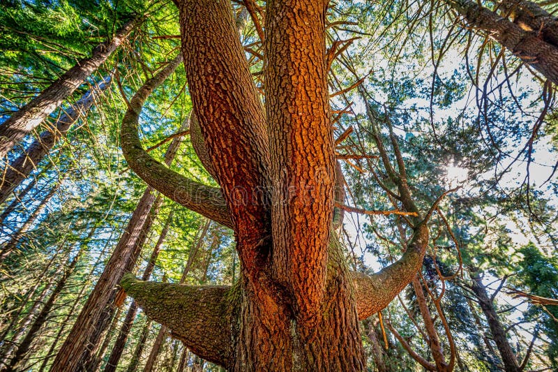 Close-up Shot of Multiple Tree Trunks in a Forest, Showcasing the ...