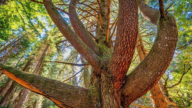 Close-up Shot of Multiple Tree Trunks in a Forest, Showcasing the ...
