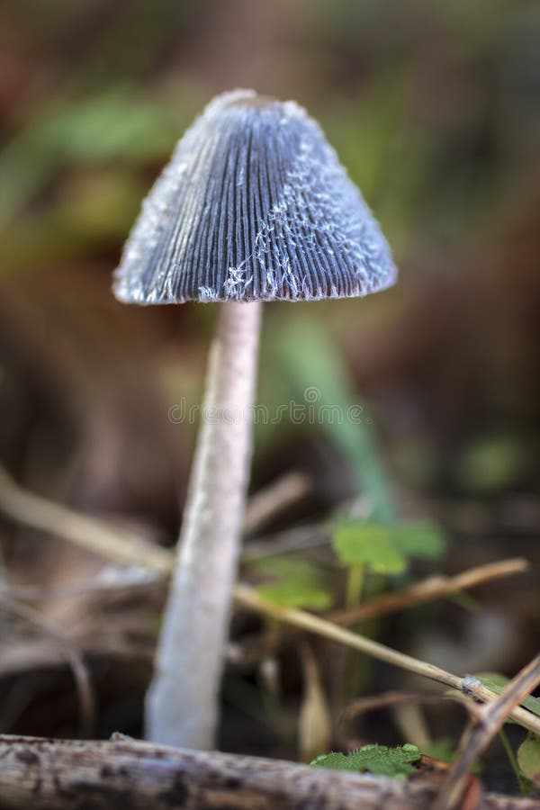 Seta, Mushroom stock photo. Image of fungus, ingredient - 19079988