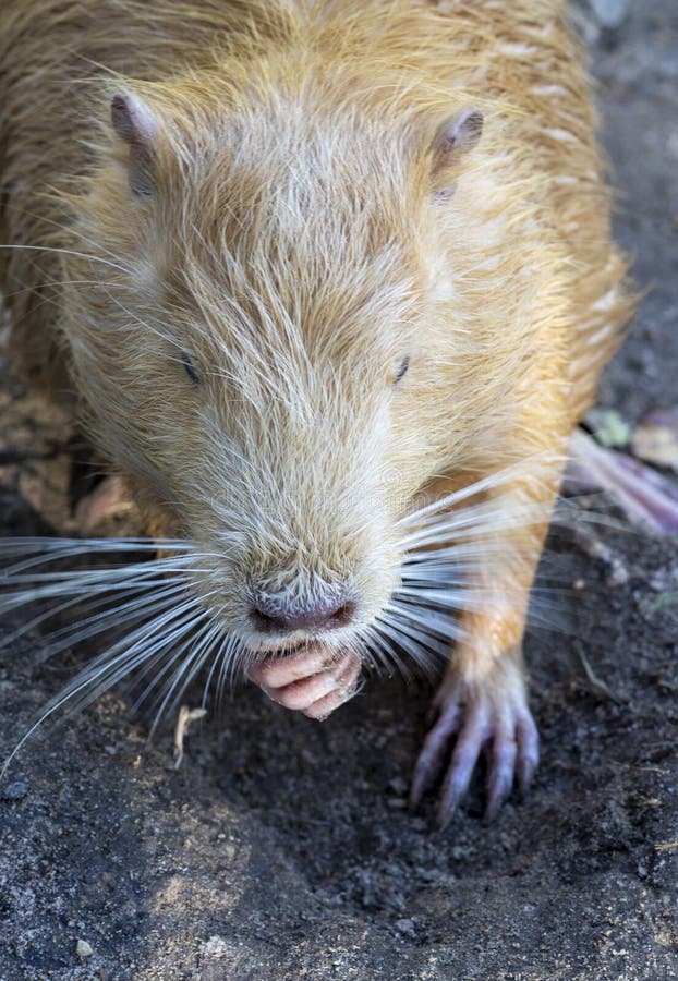 Close Up Shot of the Muskrat. Animals Stock Photo - Image of face ...
