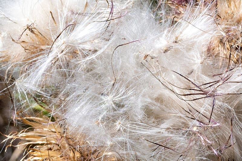 Close-up Shot of a Natural Plant Fluff Stock Photo - Image of pattern ...