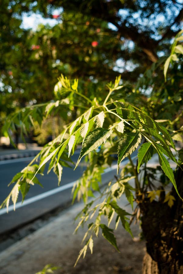 A Close Up Shot of a Neem Tree Leaves. India Stock Photo - Image of ...