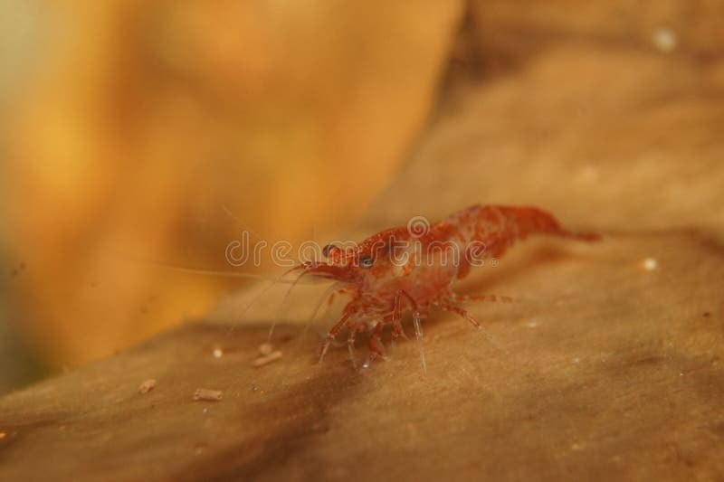 Close-up Shot of a Neocaridina Davidi Shrimp Stock Image - Image of ...