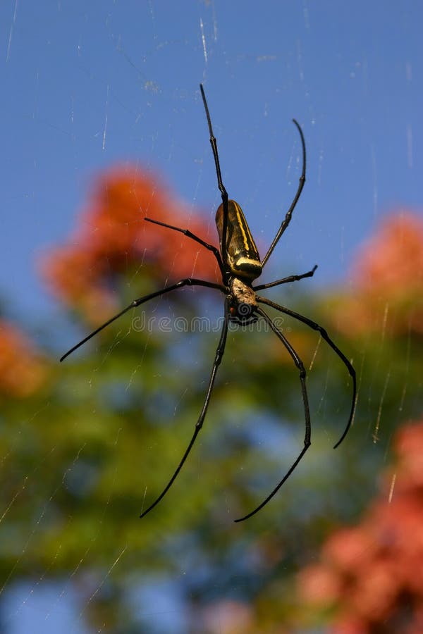 Close Up Shot of the Nephila Spider and it`s Web Stock Image - Image of ...