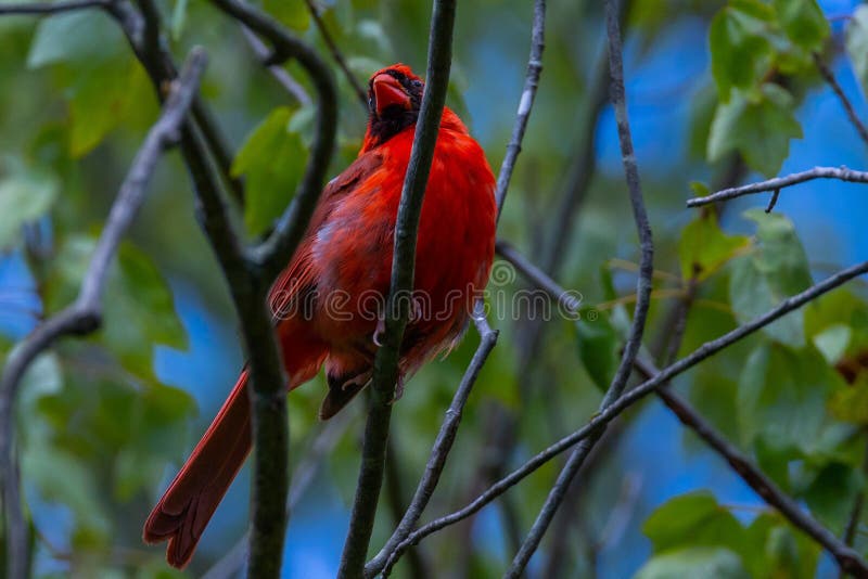 Close-up Shot of a Northern Cardinal Sitting on a Tree Branch Stock ...