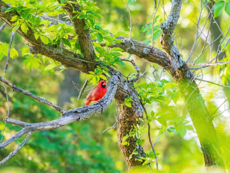Close Up Shot of Northern Cardinal on a Tree Stock Image - Image of ...