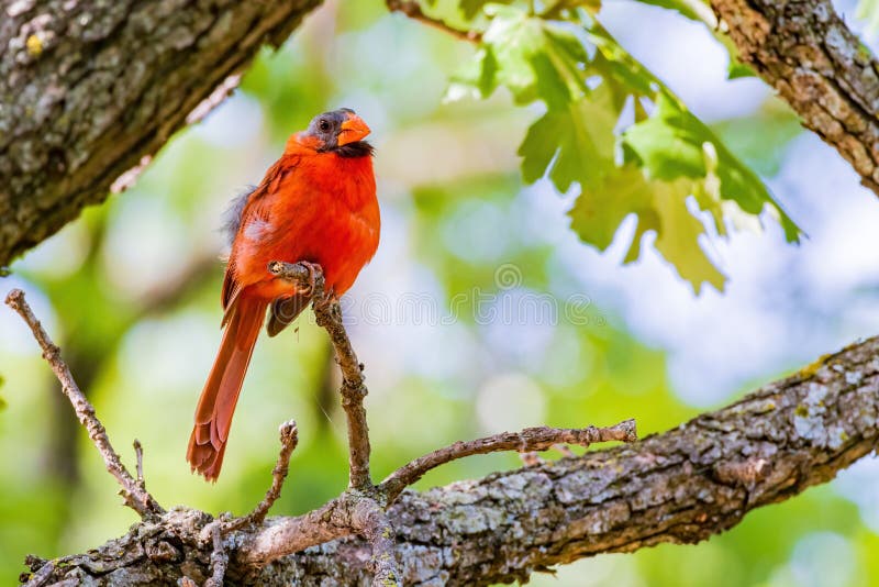 Close Up Shot of Northern Cardinal on a Tree Stock Photo - Image of ...