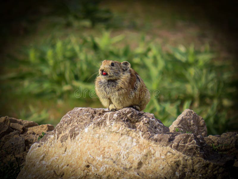 Close-up Shot of a Northern Pika on a Rock Stock Image - Image of ...