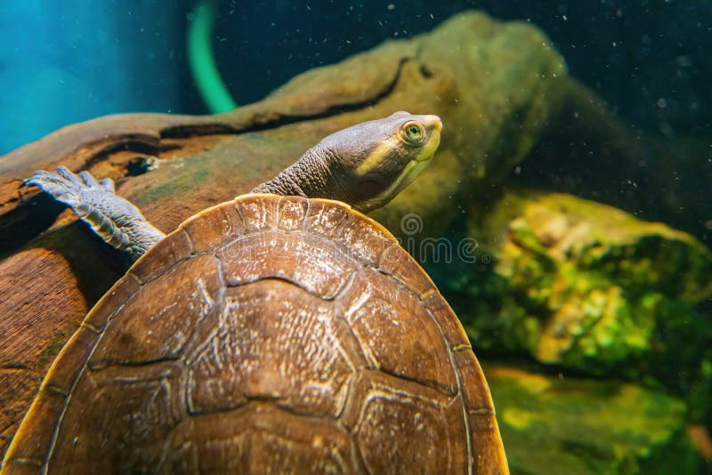 Close Up Shot of a Northern Yellow Faced Turtle Stock Photo - Image of ...