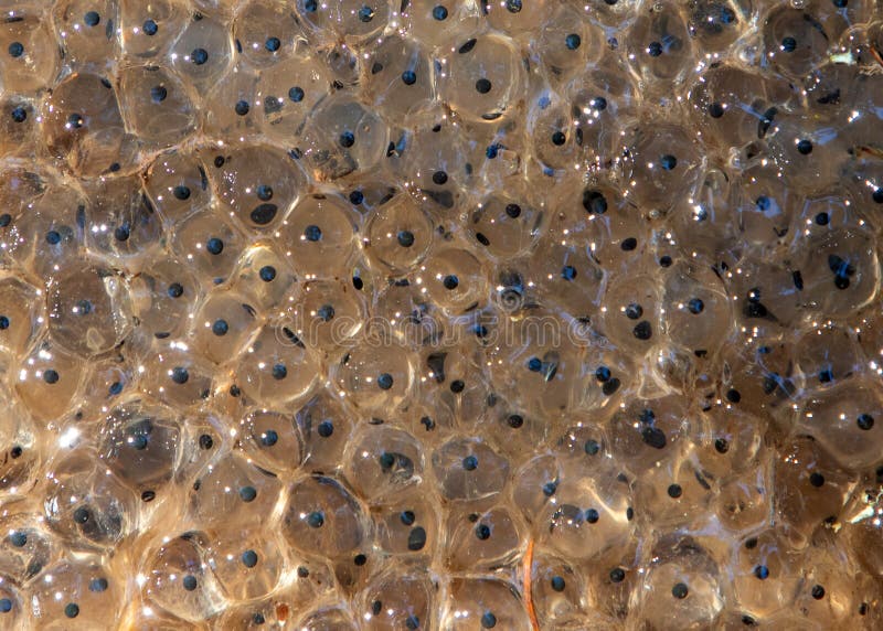 Close-up Shot of Numerous Frog Eggs Stock Image - Image of freshwater ...