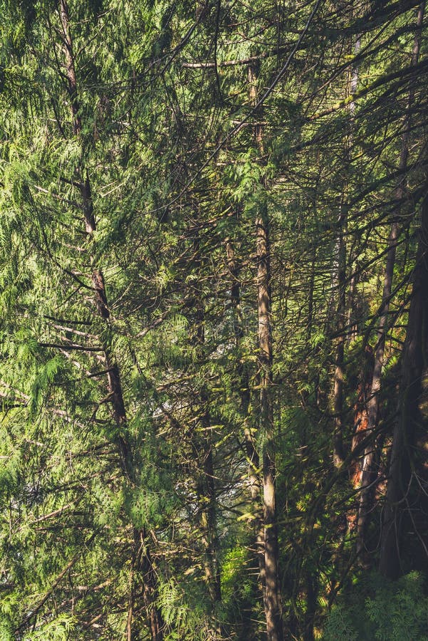 Close Up Shot O a Deep Rainforest Stock Image - Image of people ...